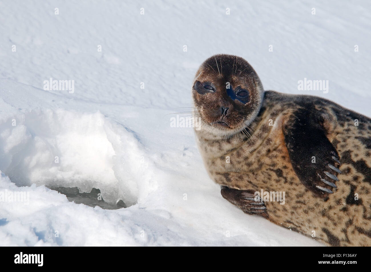 Oct. 15, 2014 - White Sea, Arctic, Russia - ringed seal (Pusa hispida ...