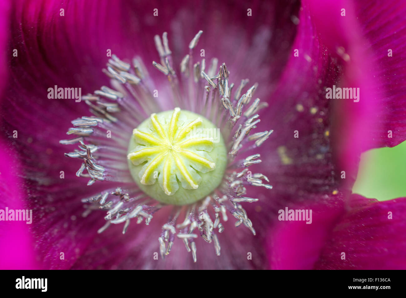 Purple Poppy Stock Photos & Purple Poppy Stock Images - Alamy