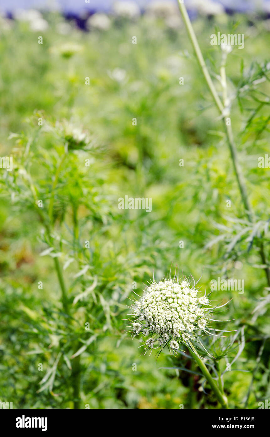 carrot flowers in the carrot field Stock Photo - Alamy