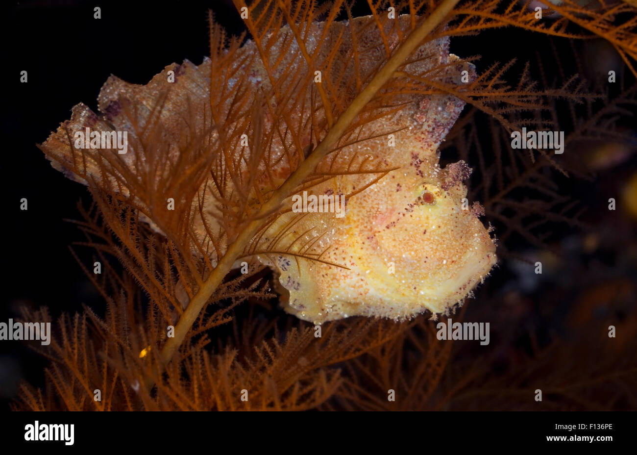 Leaffish High Resolution Stock Photography and Images - Alamy