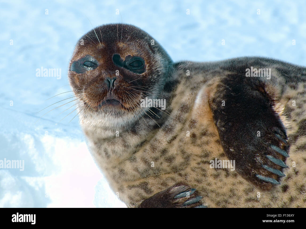 Oct. 15, 2014 - White Sea, Arctic, Russia - ringed seal (Pusa hispida ...