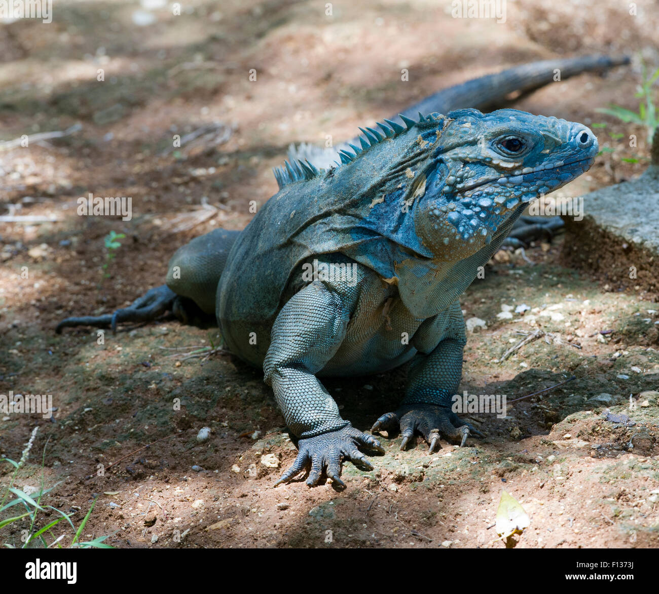 Blue Iguana High Resolution Stock Photography and Images - Alamy