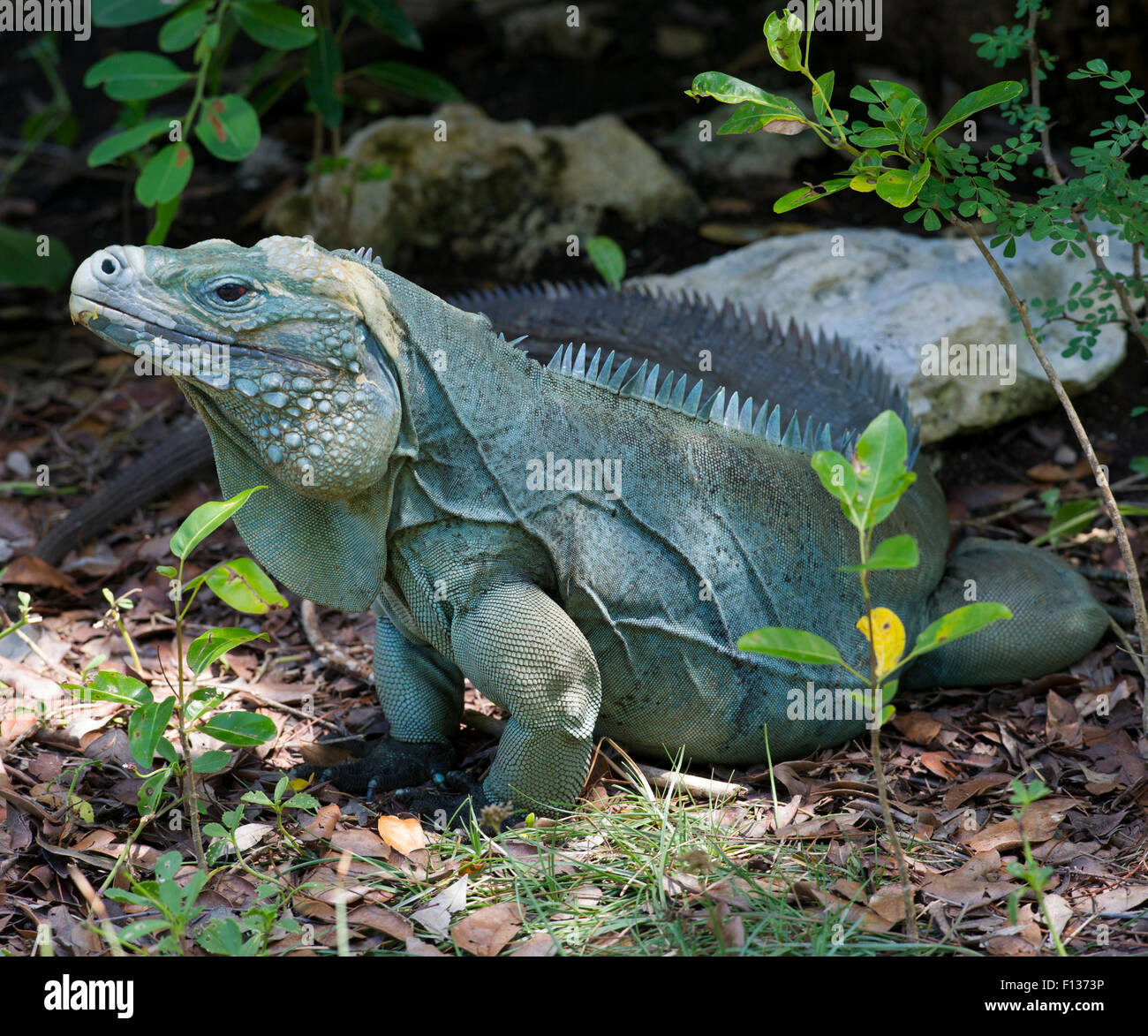 Iguana in cayman island hi-res stock photography and images - Alamy