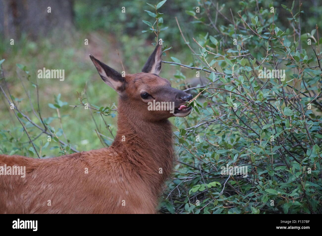 Feeding Time for Young Fawn Stock Photo - Alamy