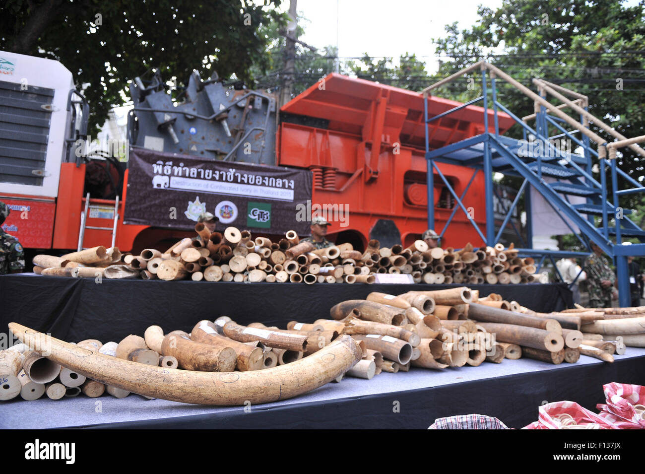 Bangkok, Thailand. 26th Aug, 2015. Seized ivory tusks are seen in ...