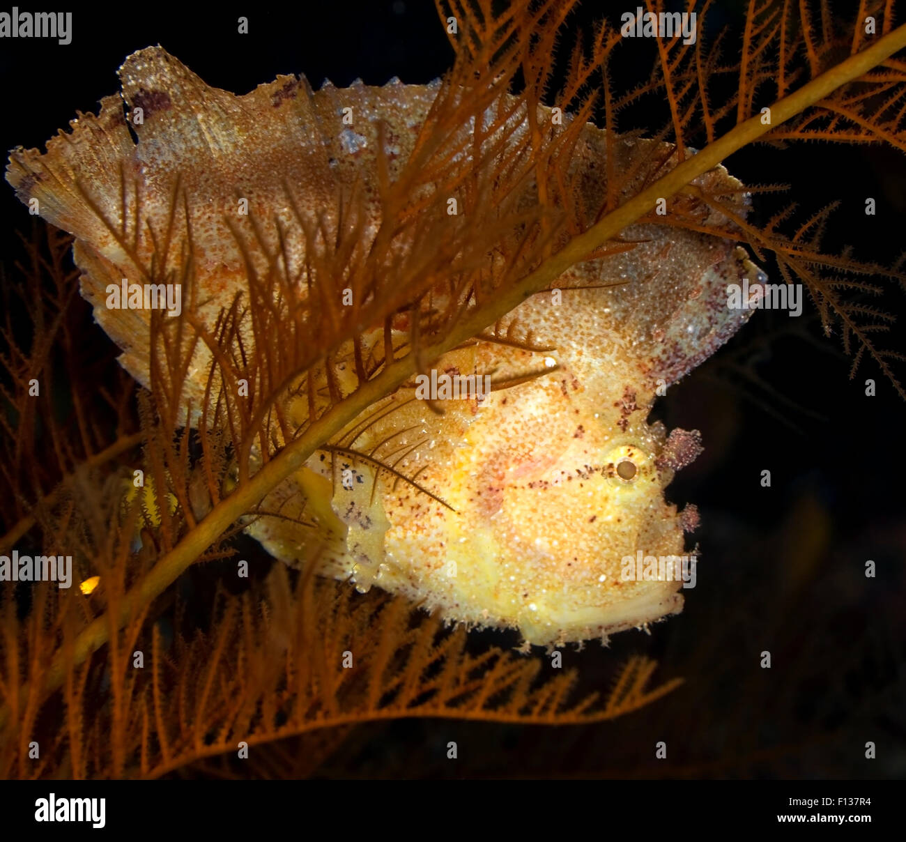 Leaffish High Resolution Stock Photography and Images - Alamy