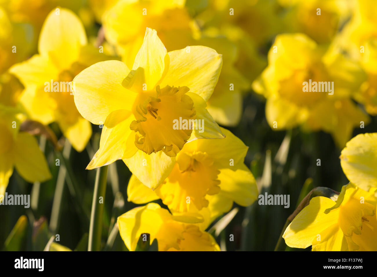 A closeup view of daffodils in springtime Stock Photo - Alamy