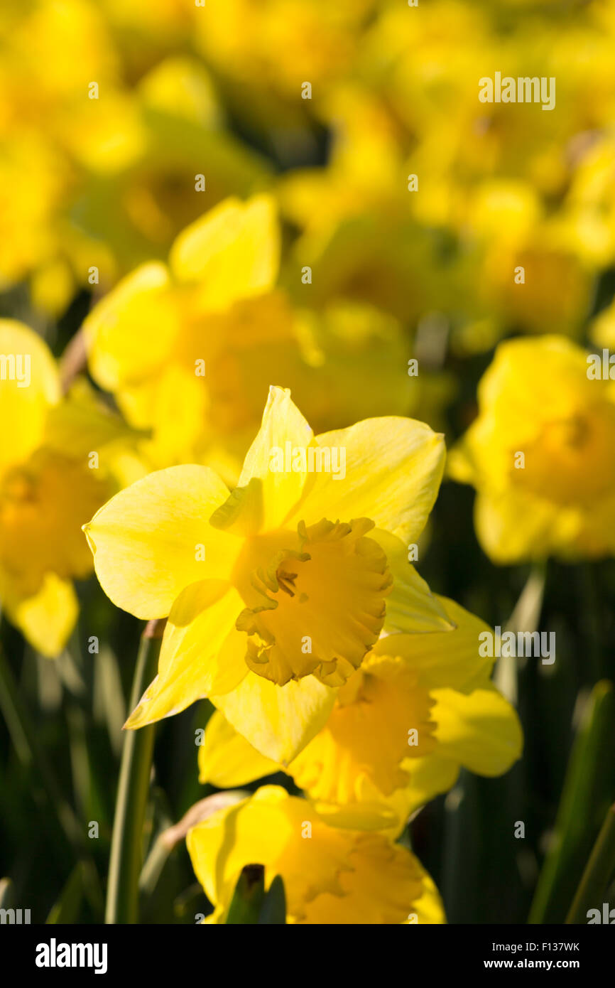 A closeup view of daffodils in springtime Stock Photo - Alamy
