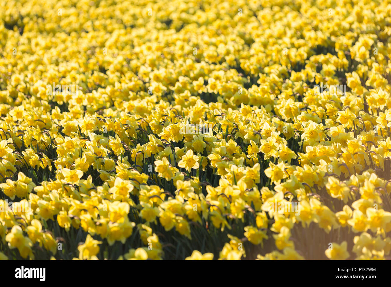 A springtime field of daffodils Stock Photo - Alamy