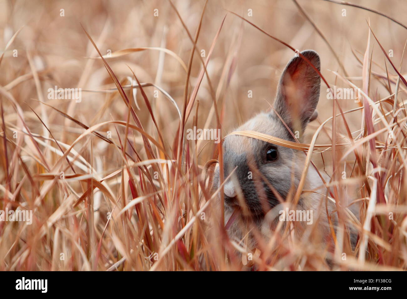 Young rabbit hiding in grass, Okunoshima 'Rabbit island', Takehara ...