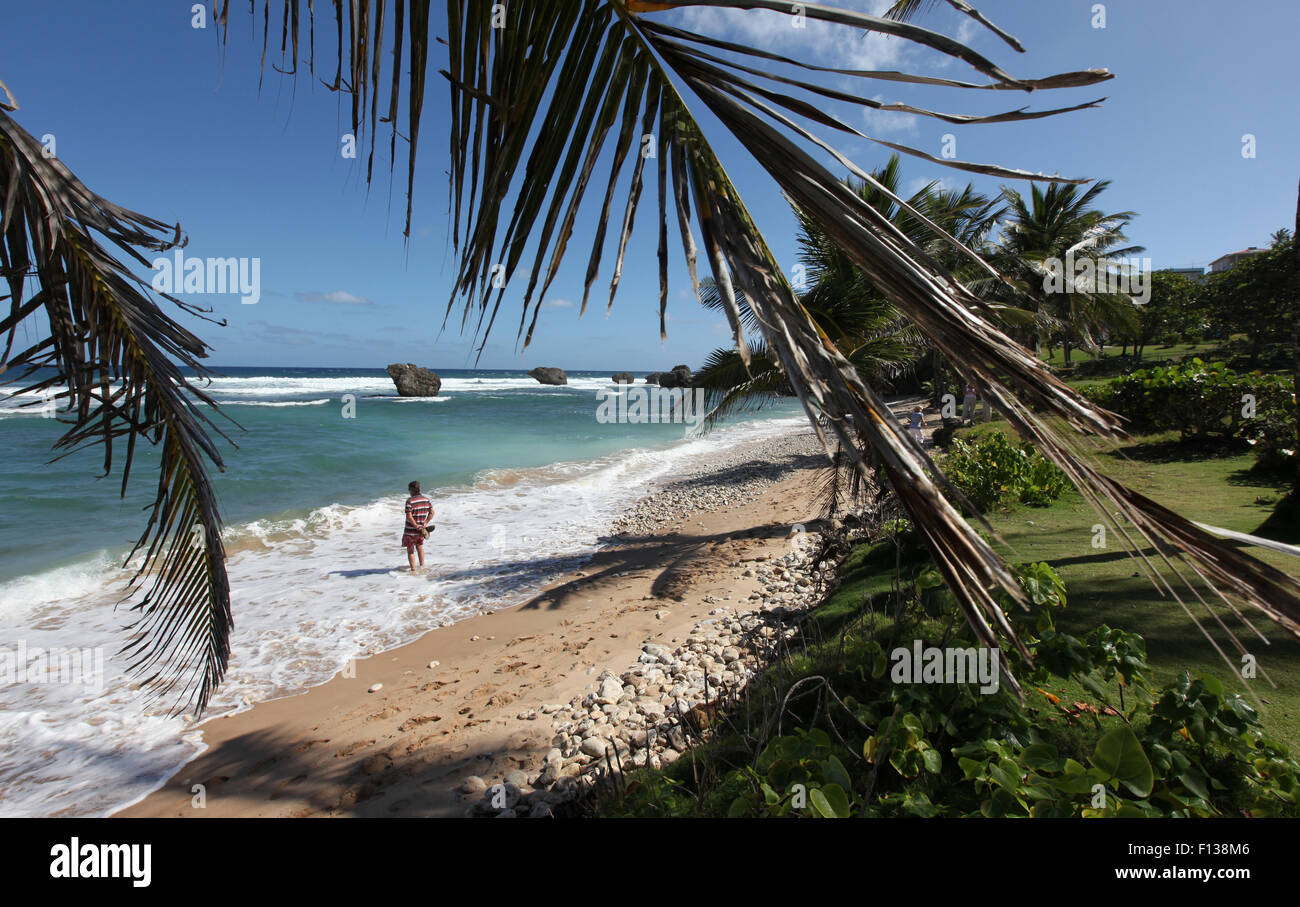 Bathsheba beach in Barbados in the Caribbean Stock Photo - Alamy