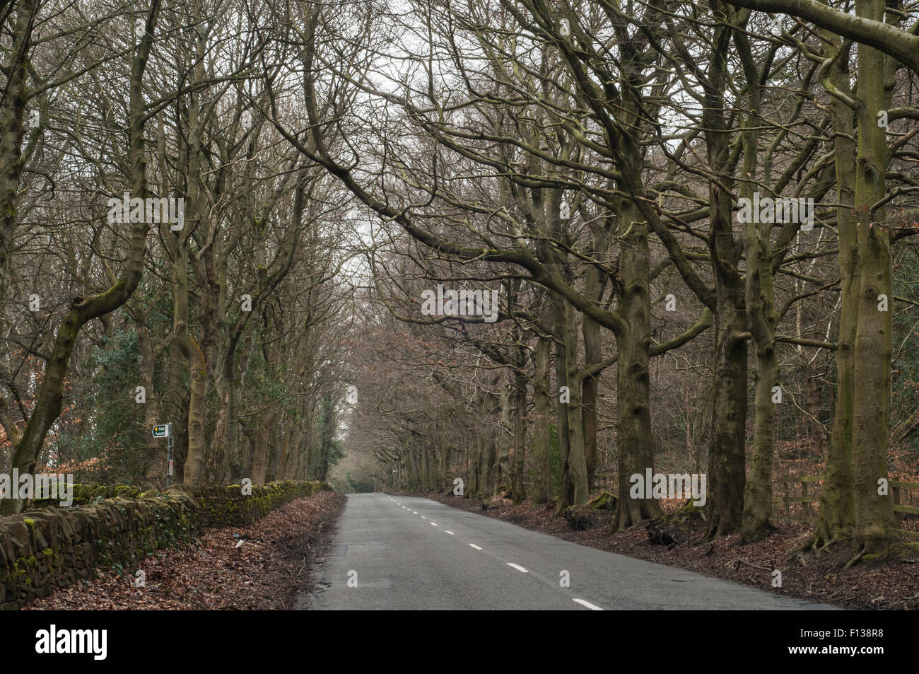 Winter in the Yorkshire forest Woodland Sheffield south Yorkshire Ray ...