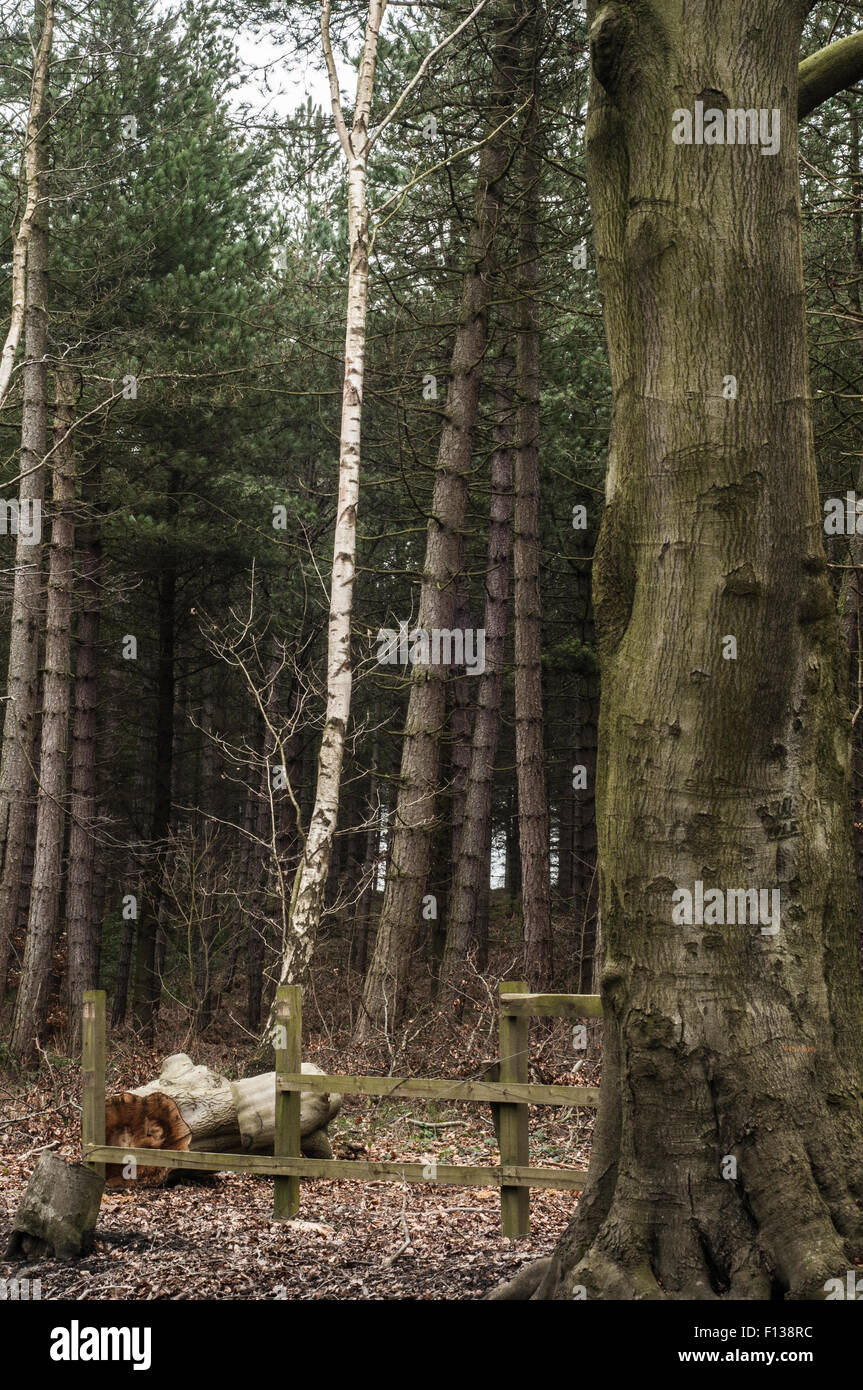 into the dark thick woods Sheffield, Yorkshire Ray Boswell Stock Photo ...