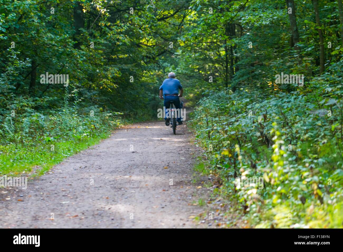 Man riding on bike through summertime forest. Forest path with man ...