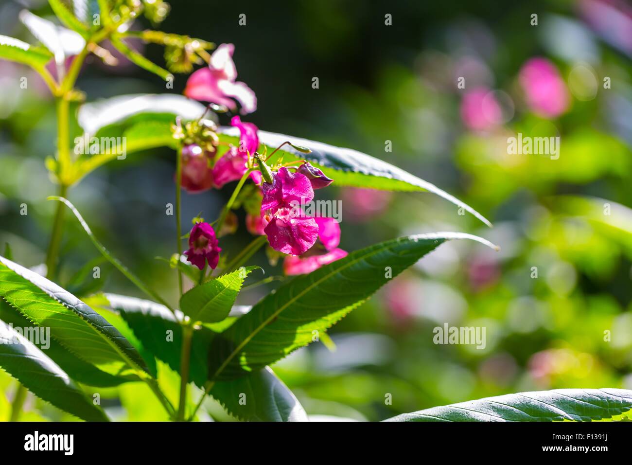 Beautiful wild pink flowers growing in summertime forest Stock Photo ...