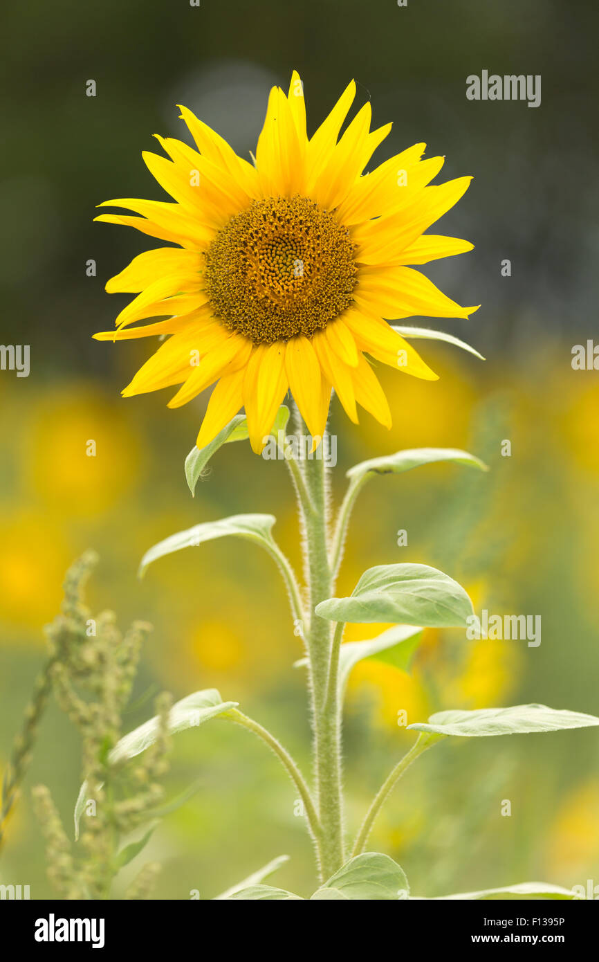 A beautiful yellow sunflower plant Stock Photo - Alamy