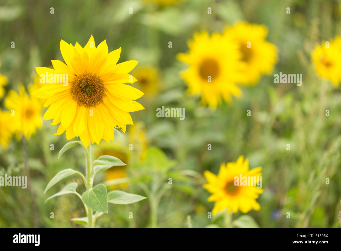 A landscape image of a field of naturally growing sunflowers Stock ...