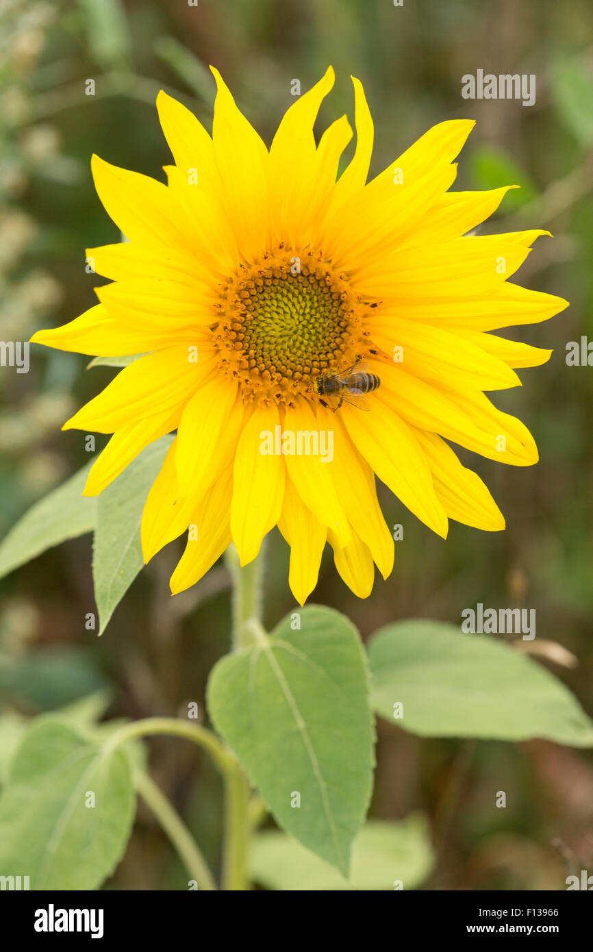 Sunflower featuring a bee Stock Photo - Alamy