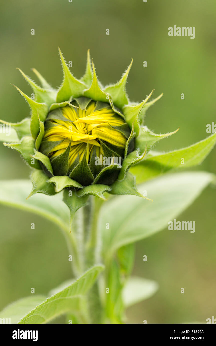 A portrait view from the top of a young sunflower bud partially open ...