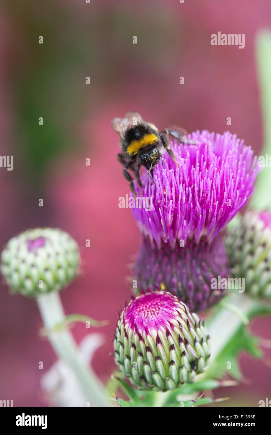 Bombus lucorum. Bumblebee feeding on Cirsium heterophyllum / Melancholy ...