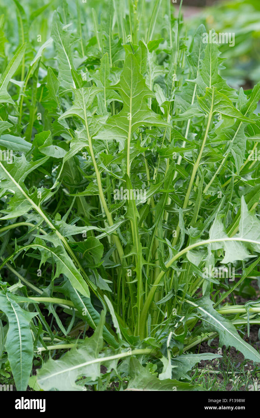 Chicory catalogna growing in a vegetable garden Stock Photo - Alamy