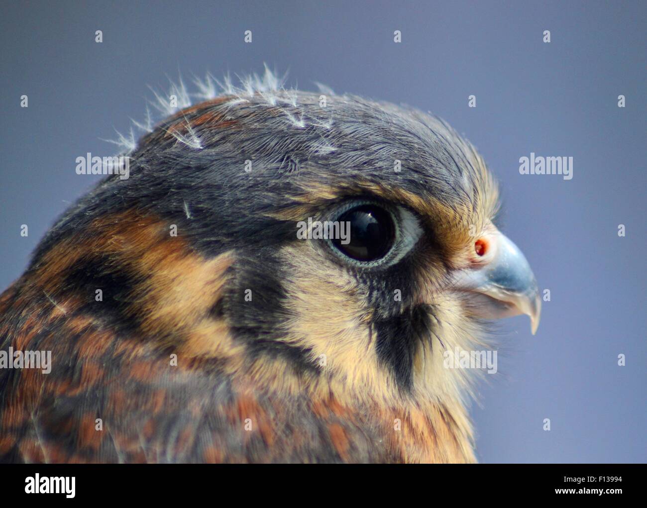 Kestrel feathers hi-res stock photography and images - Alamy