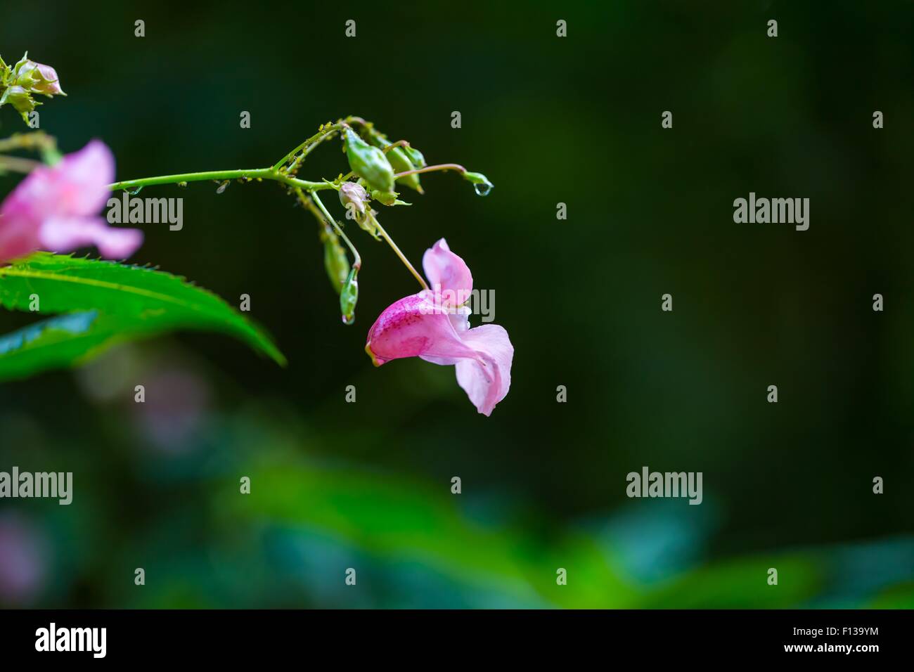 Beautiful wild pink flowers growing in summertime forest Stock Photo ...