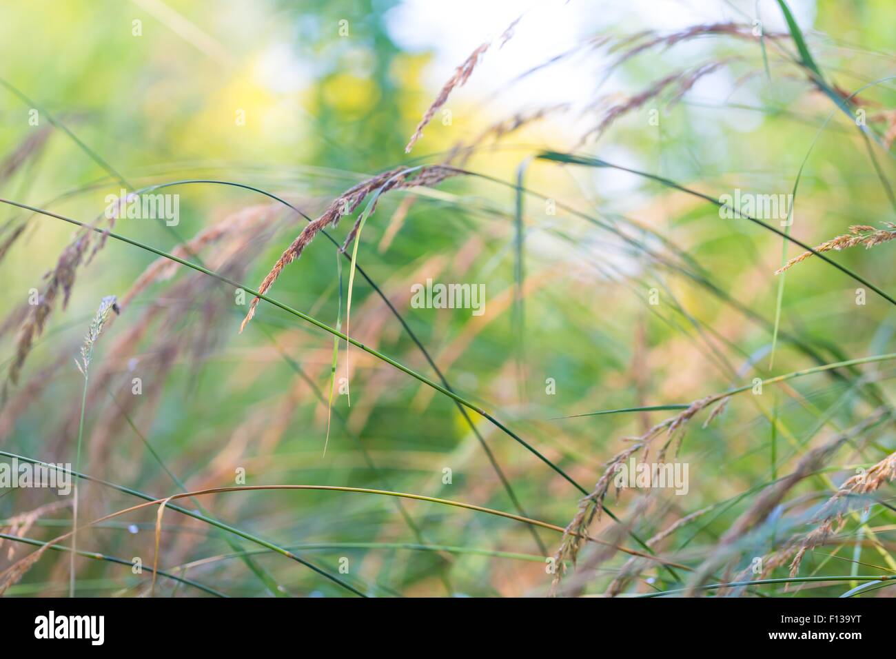 Grass ears in sunlight photographed in late summer. Beautiful nature ...