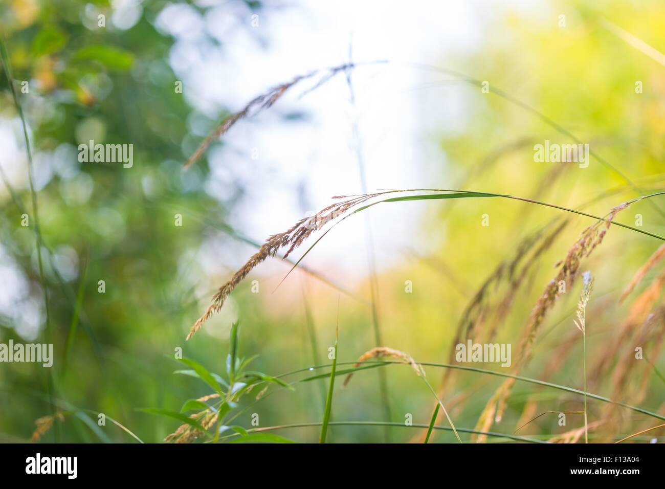 Grass ears in sunlight photographed in late summer. Beautiful nature ...