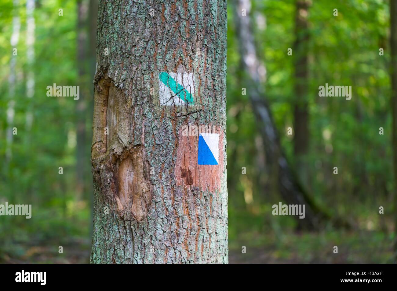 Trail sign painted on tree bark in summertime forest. Beautiful forest ...