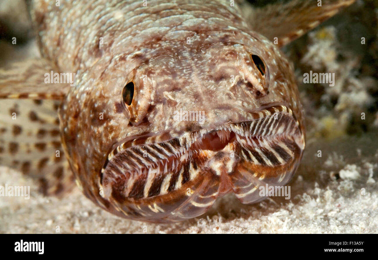 Lizardfish on coral hi-res stock photography and images - Alamy