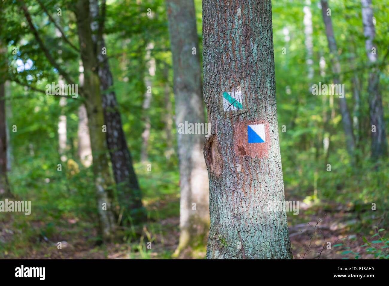 Trail sign painted on tree bark in summertime forest. Beautiful forest ...