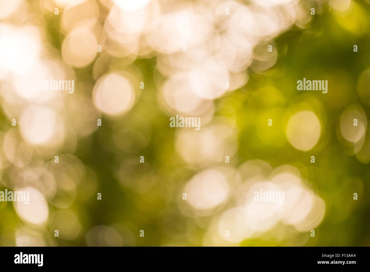 Natural abstract background of defocused forest with bokeh effect Stock ...