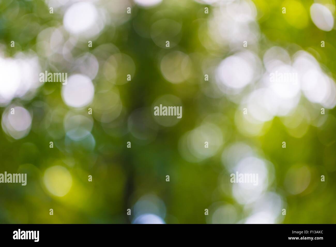 Natural abstract background of defocused forest with bokeh effect Stock ...