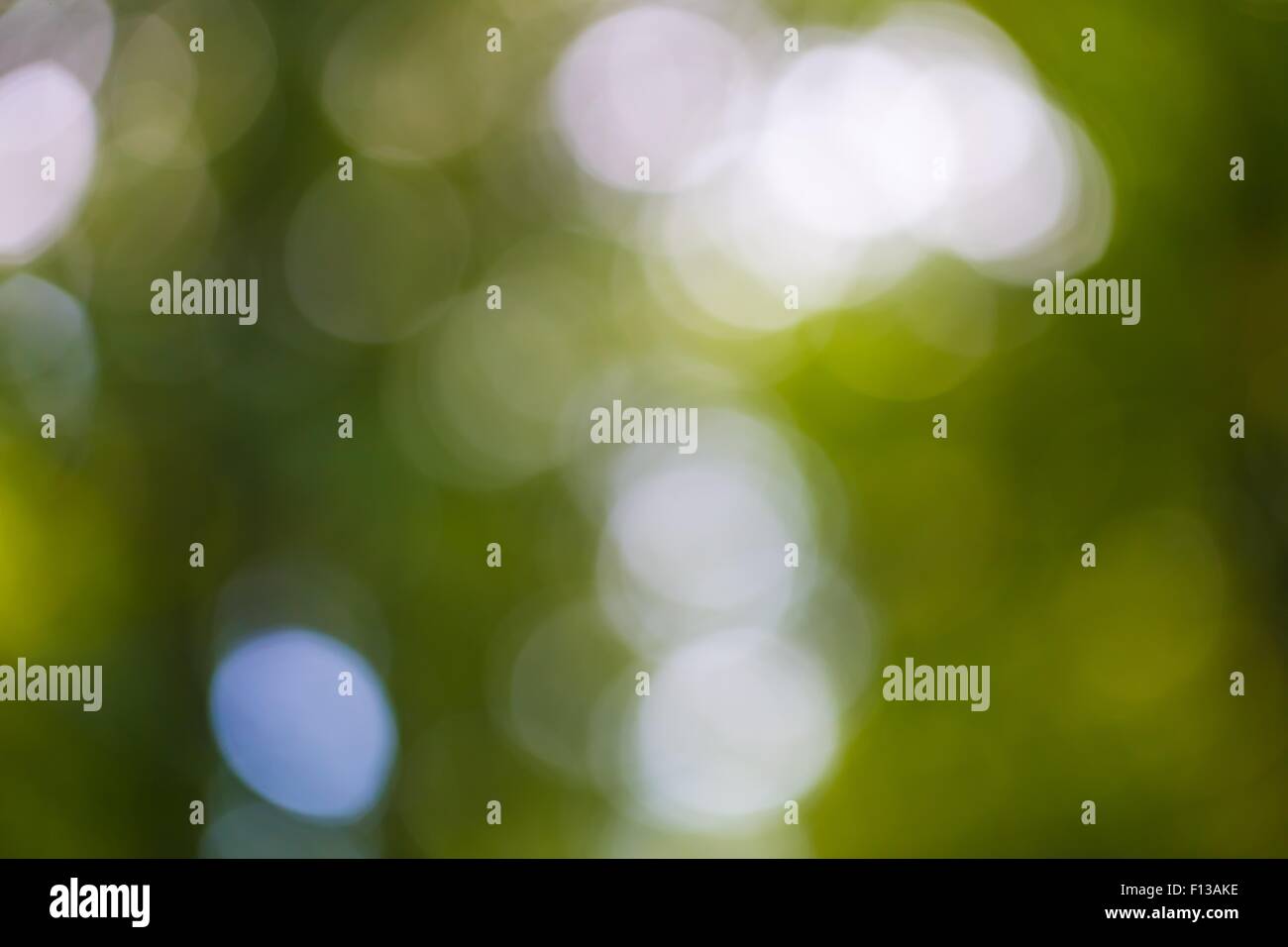 Natural abstract background of defocused forest with bokeh effect Stock ...