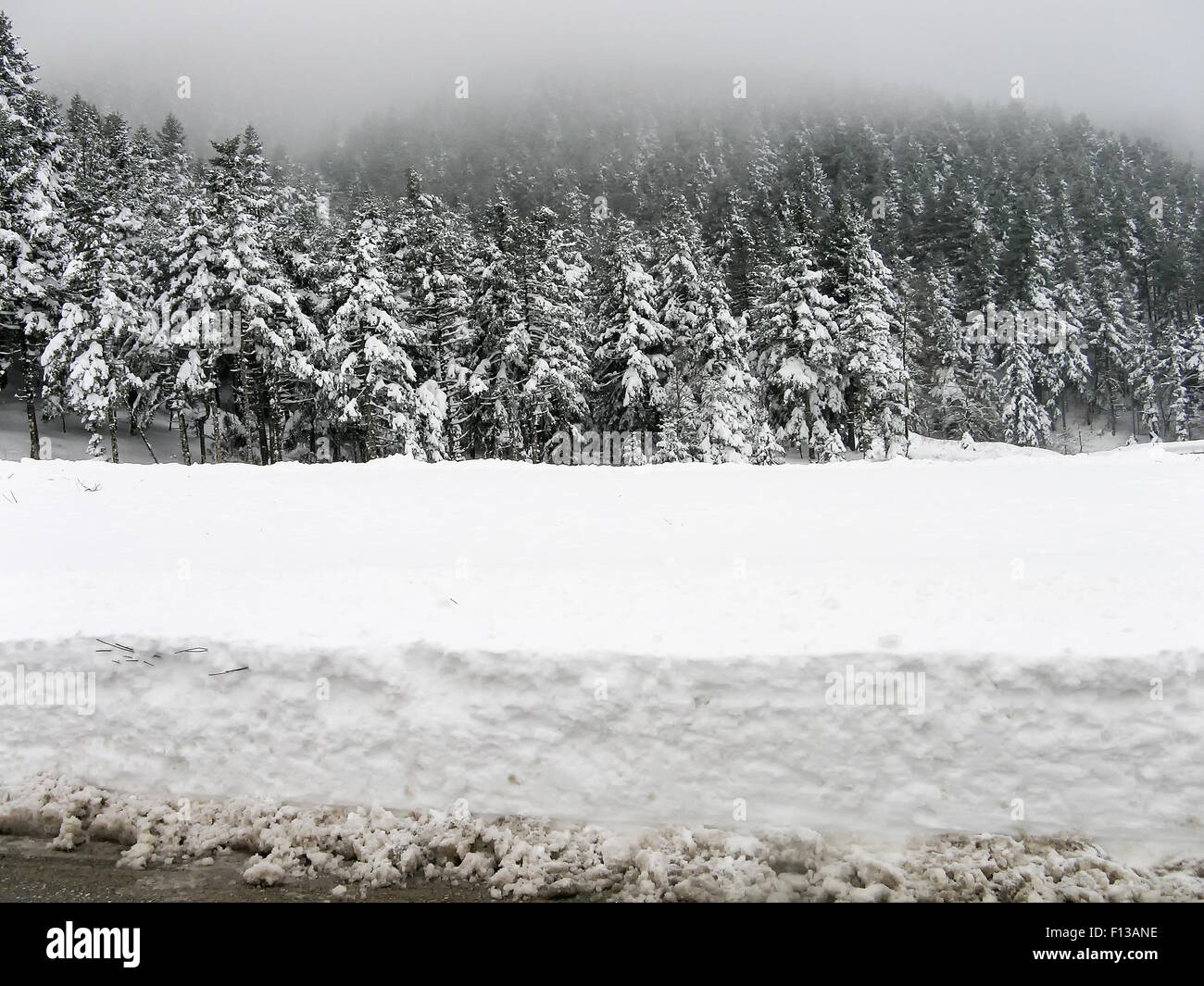 Firs hi-res stock photography and images - Alamy