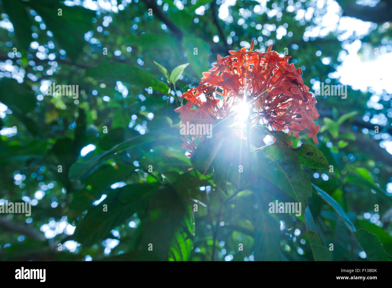 Sun Rays through a Red Flower Stock Photo - Alamy