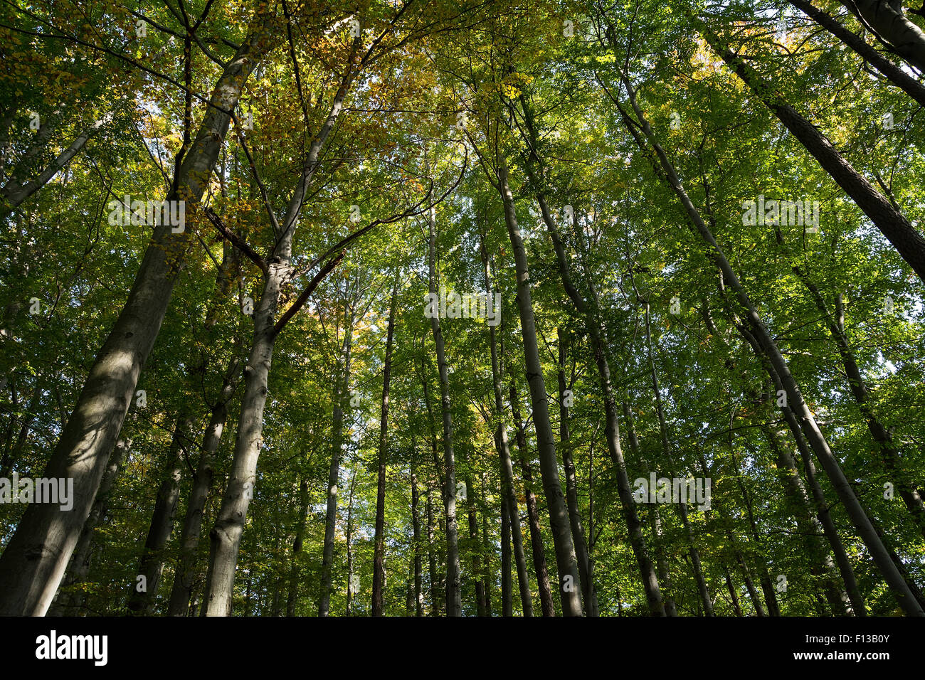 Trees in the forest Stock Photo - Alamy