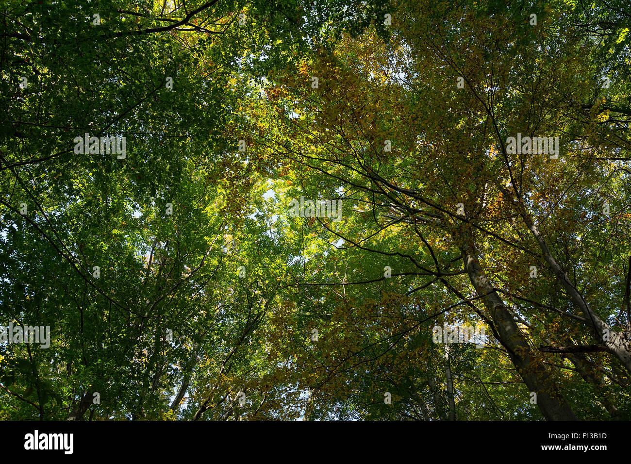 Trees in the forest Stock Photo - Alamy