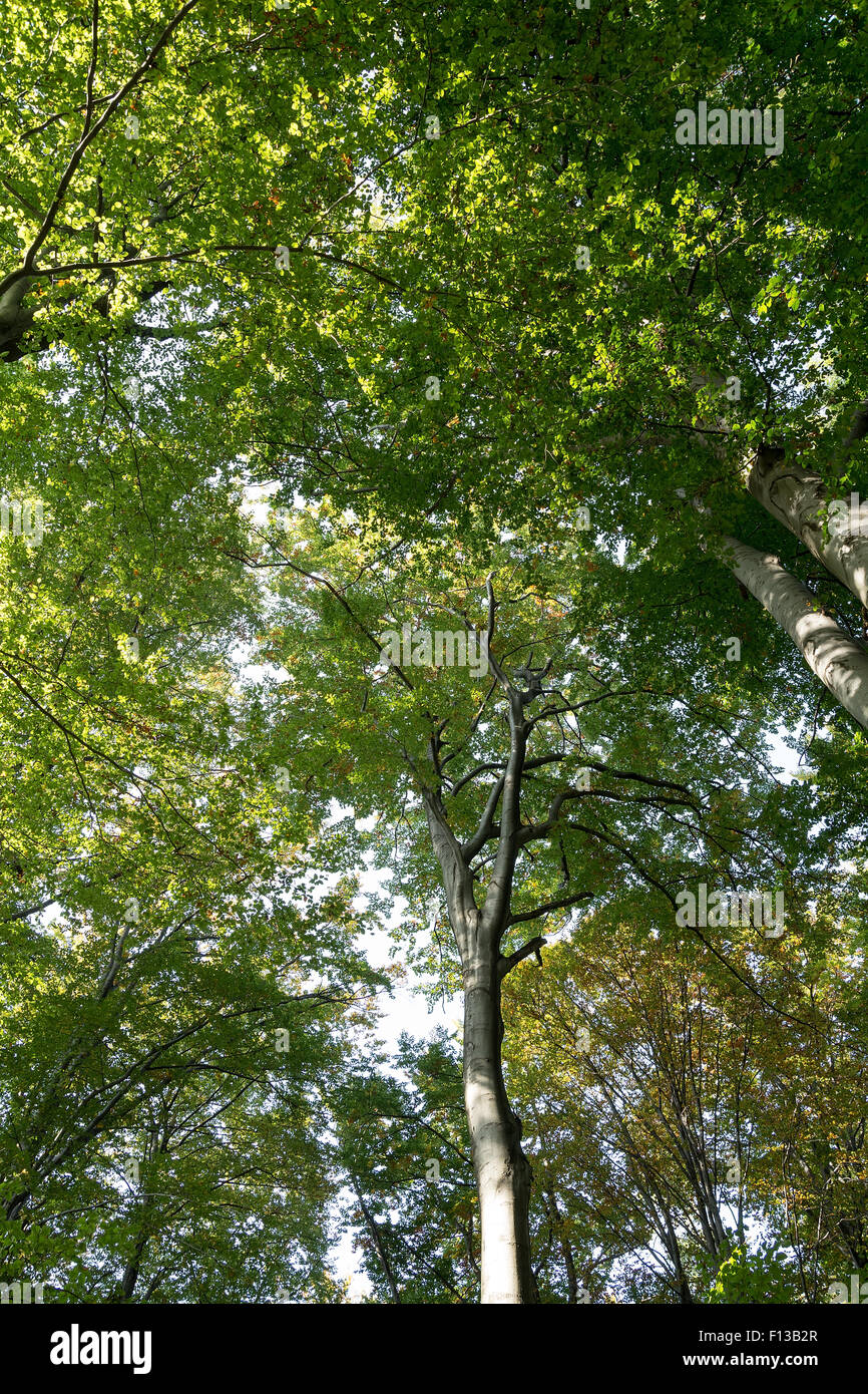 Trees in the forest Stock Photo - Alamy