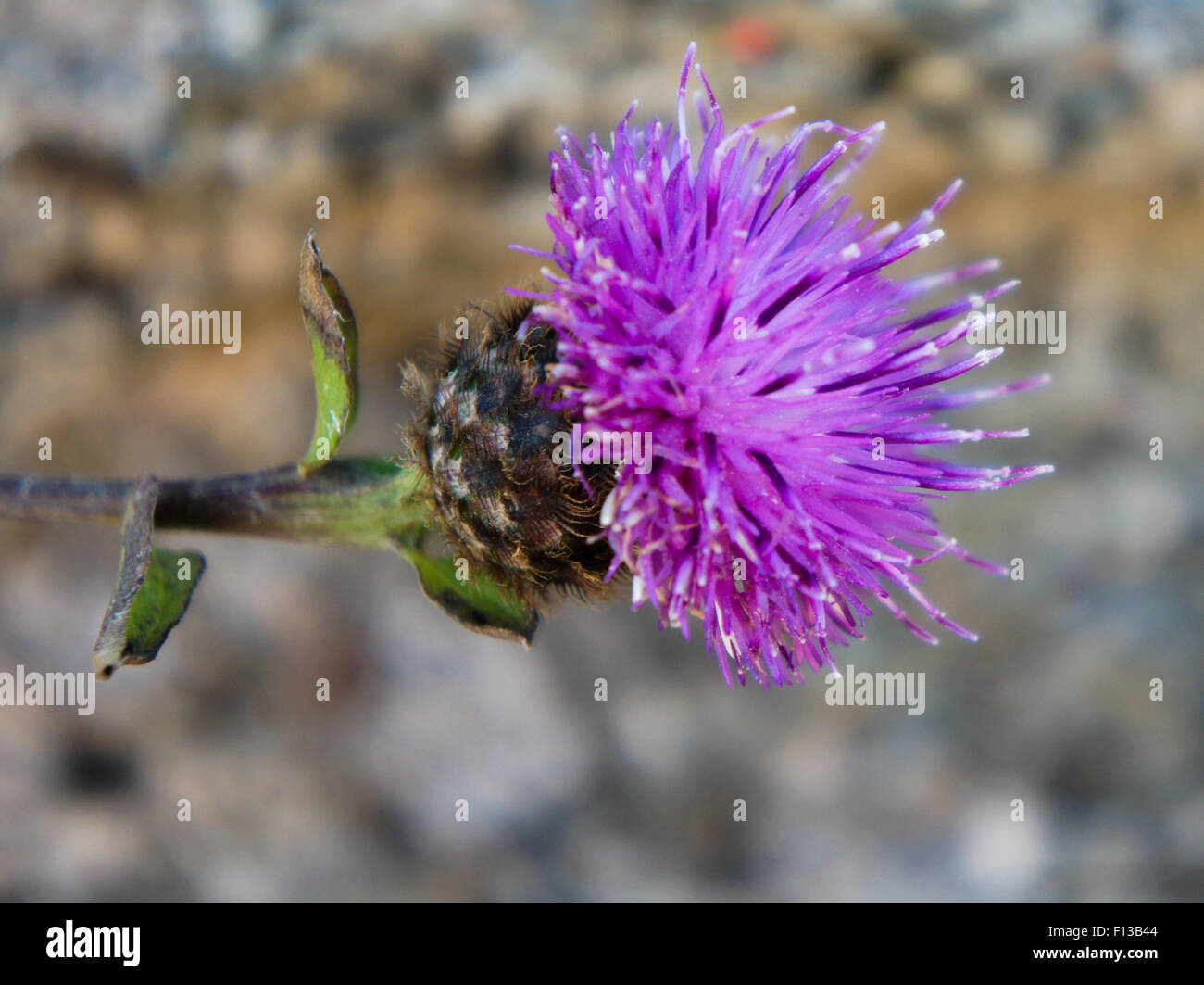 Purple flower popping out of macro image Stock Photo - Alamy