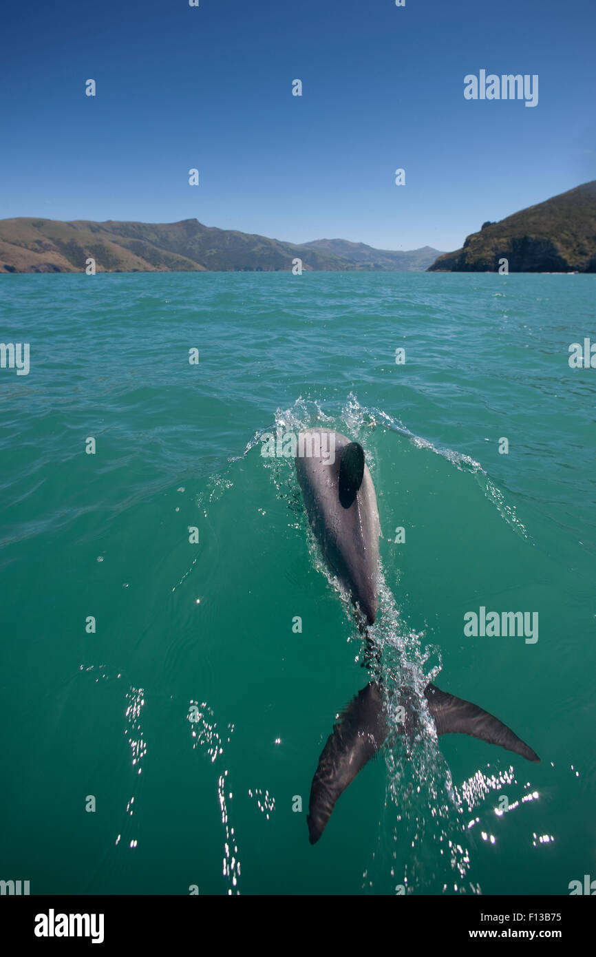 Hector's dolphin (Cephalorhynchus hectori) Akaroa Harbour, South Island ...
