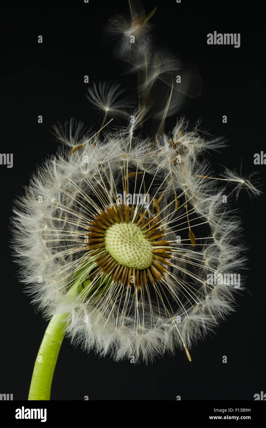 Dandelion flower Clock Stock Photo - Alamy