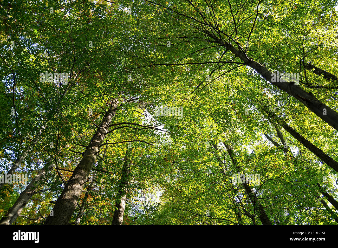 Trees in the forest Stock Photo - Alamy