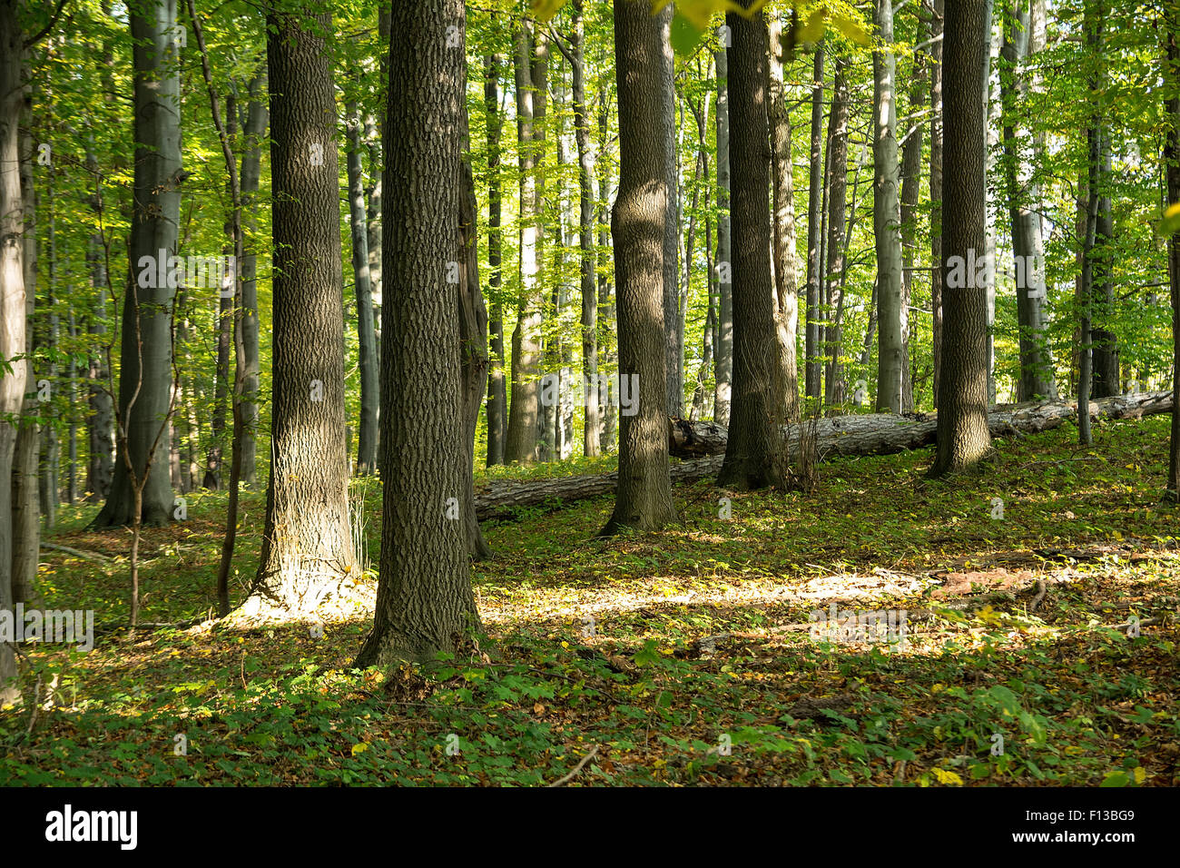 Trees in the forest Stock Photo - Alamy