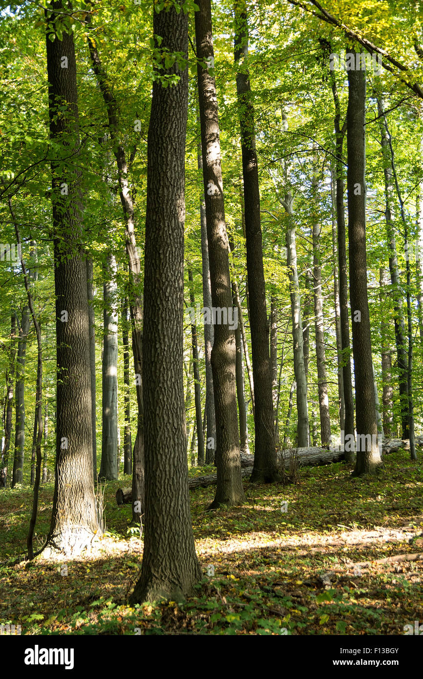 Trees in the forest Stock Photo - Alamy