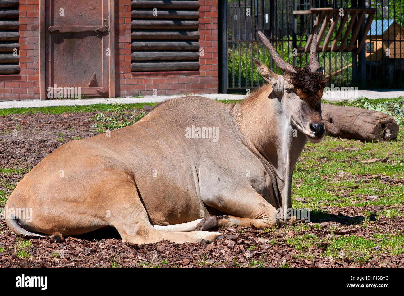 The antelope in a zoo lays on the earth Stock Photo - Alamy