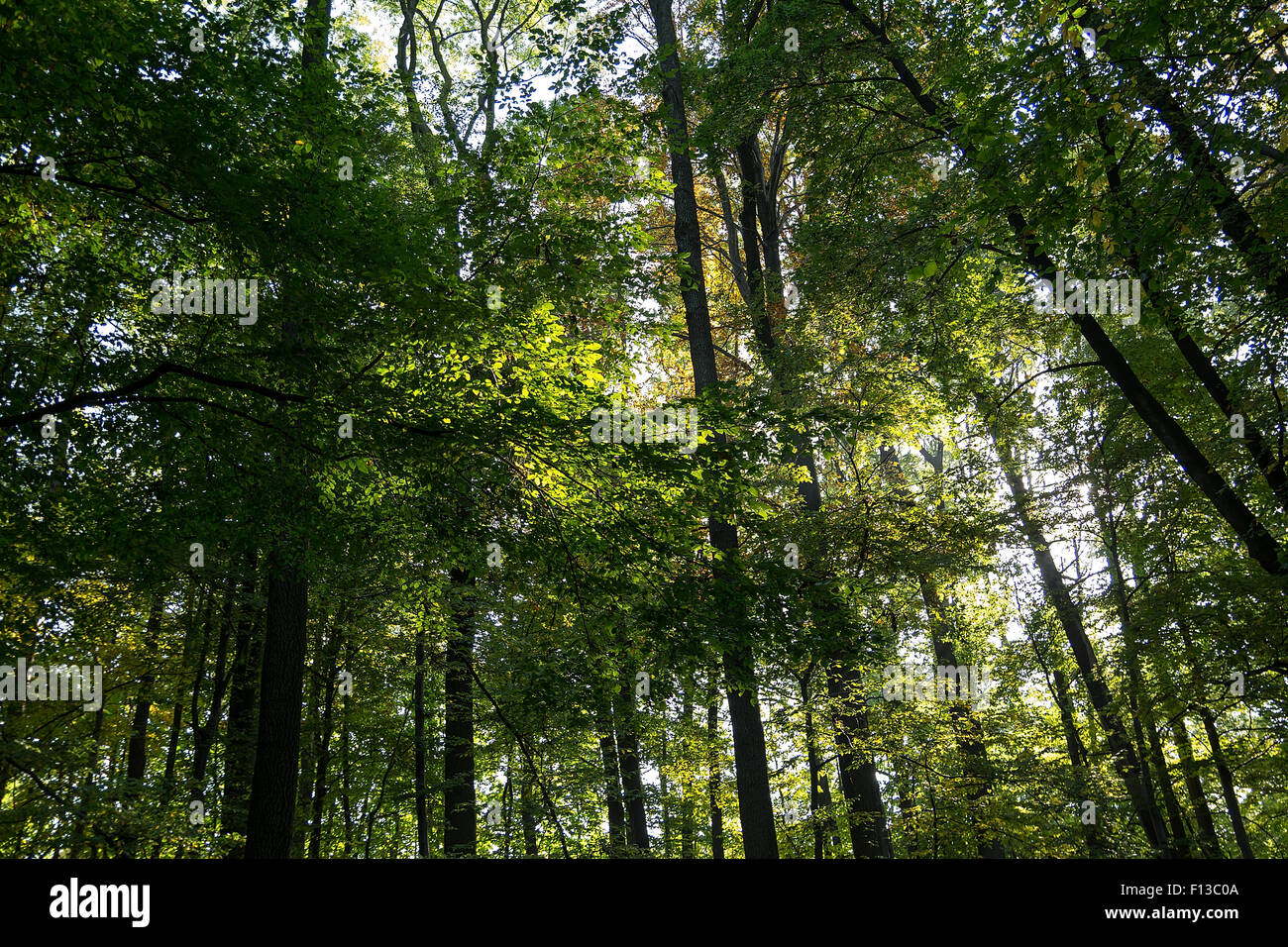 Trees in the forest Stock Photo - Alamy