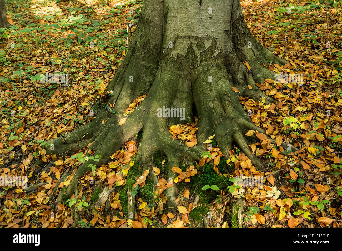 Roots of beech tree in the forest Stock Photo - Alamy
