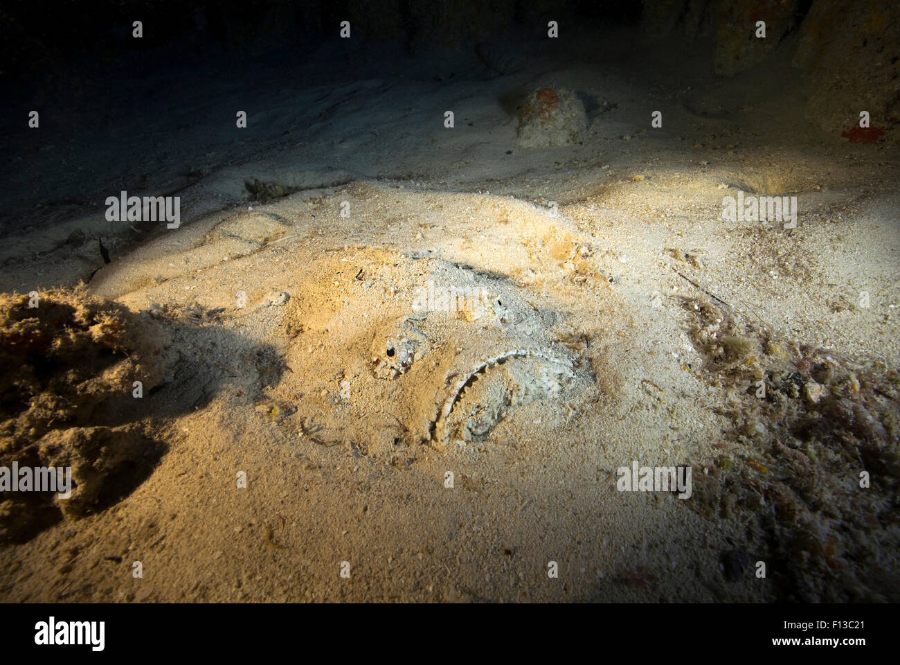 BIG STONEFISH WAITING INSIDE UNDERWATER CAVE SAND BOTTOM Stock Photo ...